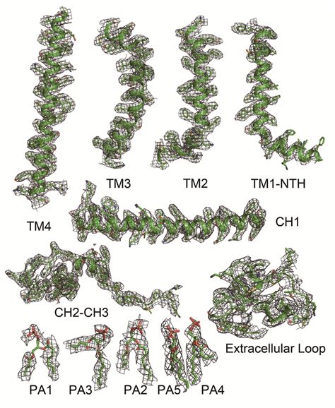 Figure S3 Representation Of Cryo Em Density Maps Of Calhm5 Download