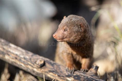 Portrait Of An Adult Cute Dwarf Mongoose Stock Image Image Of Fauna