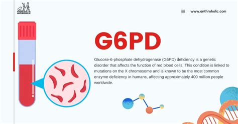Glucose 6 Phosphate Dehydrogenase G6pd Anthroholic