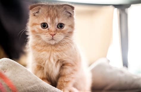 Котята Картинки На Рабочий Стол 70 фото