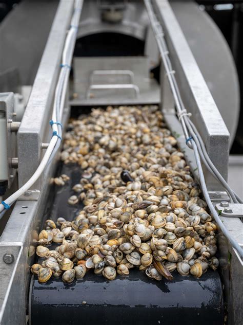 The History And Revival Of British Cockles Foodism