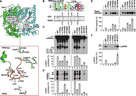 RNA Synthesis And Capping Are Controlled By Distinct Residues In A Loop Download Scientific