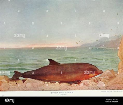 Dolphin Natural History Tursiops Truncatus Taxonomy Hi Res Stock
