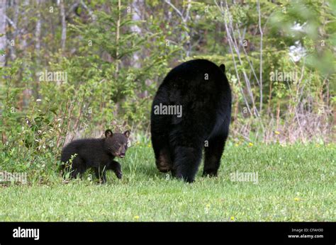 Newborn Black Bear Cubs