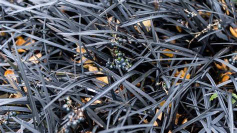 How To Plant Grow And Care For Black Mondo Grass