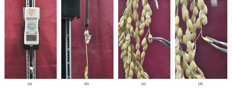 Figure 1 From Mapping Of Novel Qtl Regulating Grain Shattering Using