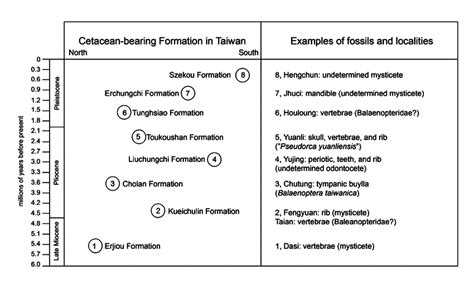 Comparison Between Cetacean Bearing Formations And Fossil Specimens And Download Scientific