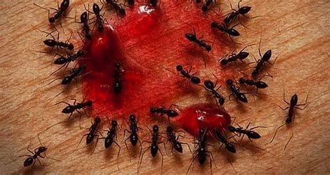 Як боротися з мурахами в квартирі без їдкої хімії Читайте на Ukr Net