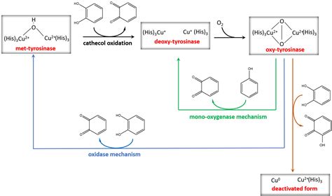 Chemosensors Free Full Text A Critical Overview Of Enzyme Based Electrochemical Biosensors