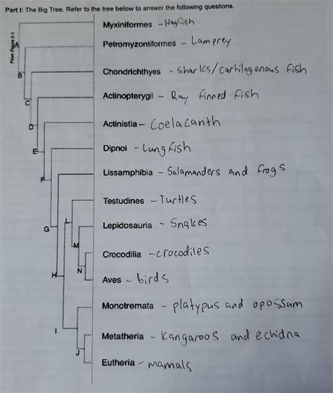 Solved Discuss The Evolution Of The Splanchnocranium In