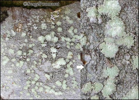 Lecanora Impudens