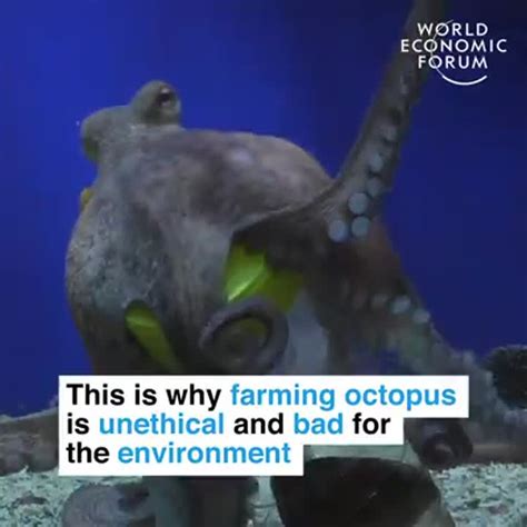 Massimiliano Passalacqua On Linkedin Octopus Is The Only Invertabrate That The 2012 Cambridge