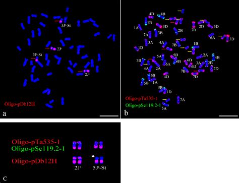 Figure 1 From Molecular And Cytological Identification Of Wheat Thinopyrum Intermedium Partial