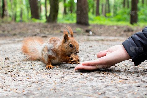 松鼠从他手里拿了一颗坚果