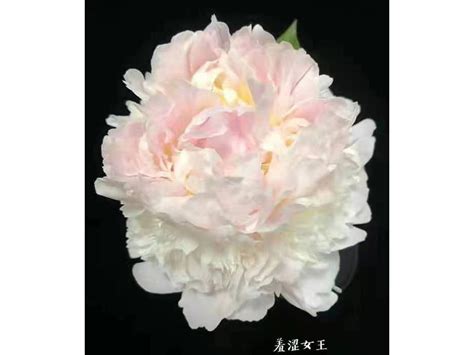 菏泽芳华园艺花卉有限公司 芍药苗 早期芍药 中期芍药 晚期芍药