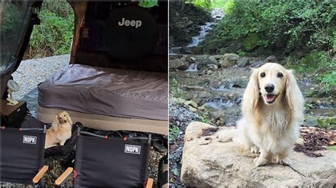 Eng 강아지랑 계곡 차박 캠핑 브이로그 장모 크림 닥스훈트 말랑이 지프 랭글러 루비콘 양평숲 비룡 캠핑장 아이두젠 A4 도킹텐트 모노홀릭 평탄화 애견