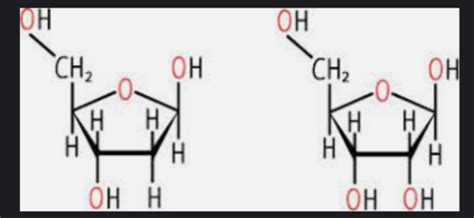 BISC Chapter Flashcards Quizlet