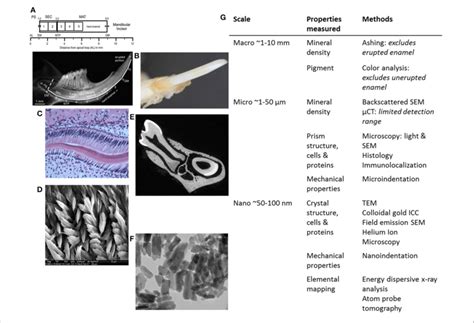 Summary Of Methods For Analyzing Genetically Modified Rodent Enamel