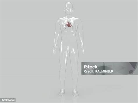 인간 순환 시스템 심장 해부학의 3d 일러스트 개념 0명에 대한 스톡 사진 및 기타 이미지 0명 건강관리와 의술 과학 Istock