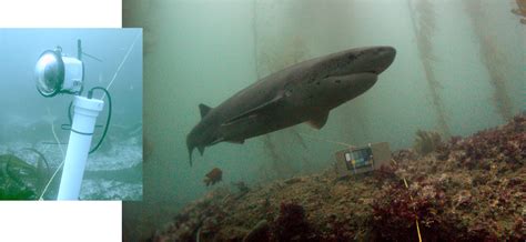 Emerging Low Cost Ocean Observing Technologies To Democratize Access