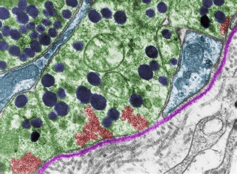 Synaptic Vesicles In Posterior Pituitary Gland Tem Stock Image