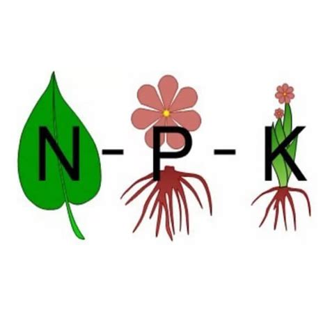 Knowing Soil NPK Your Plants Grow Better Renke