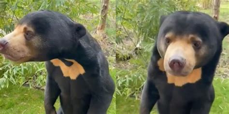 British Wildlife Park Shares Footage Of Its Own Human Bears In