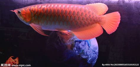 金龙鱼高清摄影摄影图 鱼类 生物世界 摄影图库 昵图网