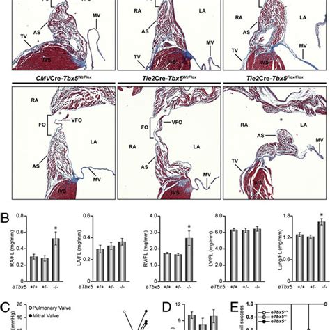 Frequency Of Gata4 Sequence Variants In 628 Patients With Chd Download Table