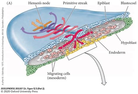 Ch 17 Development Of Paraxial Mesoderm Flashcards Quizlet