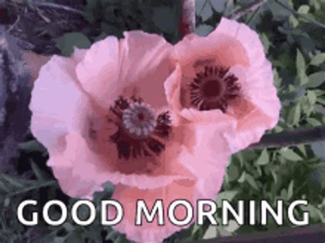 Good Morning Flowers S
