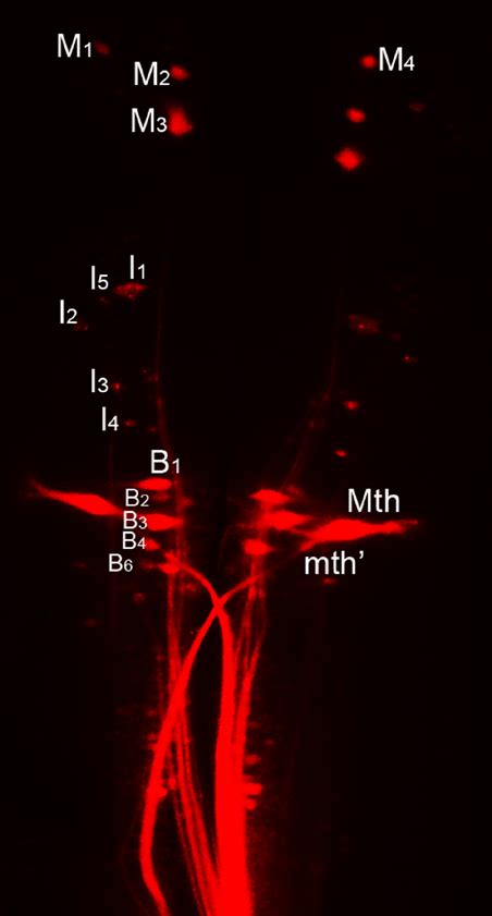 Anatomy Of The Regenerating Spinal Projecting System In Lamprey