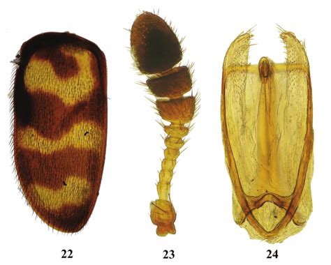 Trogoderma Sahondrae Háva Et Baňař 2017 22 Elytron 23 Antennae 24 Download Scientific