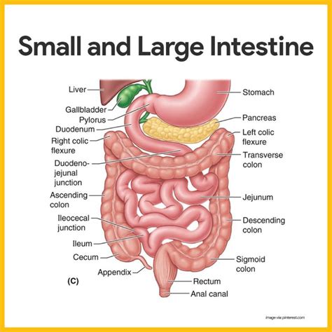 Digestive System Anatomy And Physiology Anatomy Of Digestive System