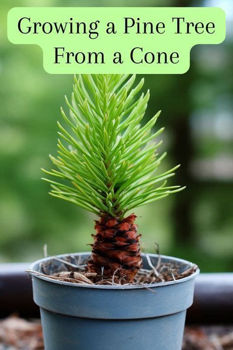 Unlock The Secrets Of Growing A Majestic Pine Tree From A Cone With Our