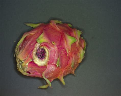 Dragon Fruit Object Detection Dataset By Dragon Fruit