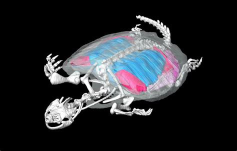 Diagram Of Turtle Respiratory System Turtle Respiratory Syst