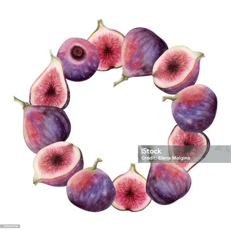 무화과 수채화 둥근 화 환 그림 흰색에 절연되어 있습니다 맛있는 미식가 디저트를 위해 잘 익은 여름 과일이 있는 둥근 손으로 그린 프레임 잼에 대 한 스티커 템플릿 여름