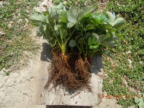 Посадка пересадка і догляд за полуницею навесні Вирощування підживлення обробка від