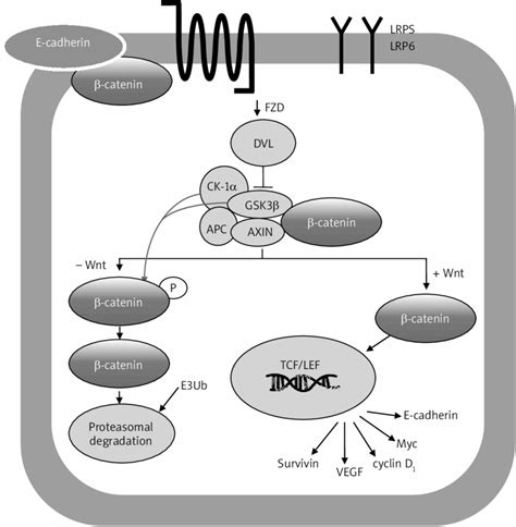 Wnt β catenin pathway Download Scientific Diagram
