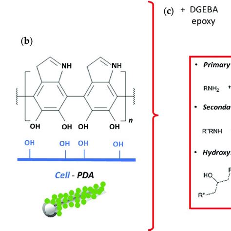 Cellulose Fiber Modification And Formulation Of Composites With Epoxy Download Scientific
