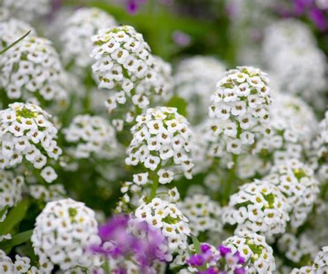 Alysse Odorant Semis Et Conseils Dentretien Et Floraison