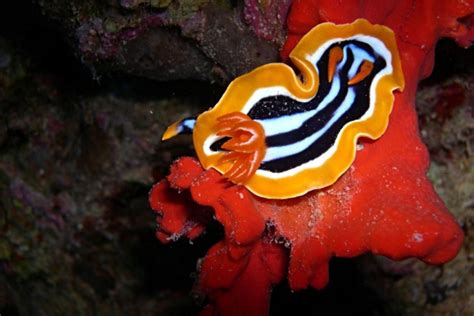 Gastropods Types Characteristics And Habitats