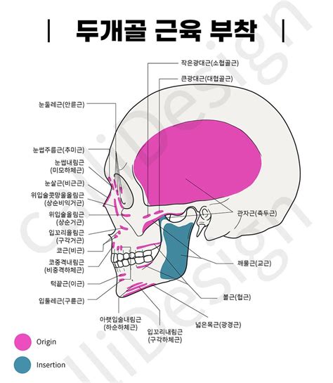 의학그림 메디컬 일러스트 Callidesign On Instagram 두개골에 부착된 안면근육을 설명하는 메디컬일러스트 입니다 프로필 링크 주소 Ctee Shop에서