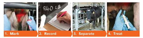 Treating Mastitis Dairynz