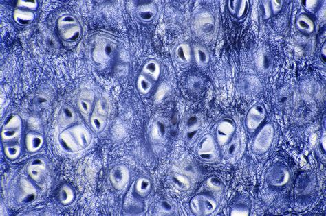 Mammal Ear Transverse Section 500x Elastic Cartilage Cartilage