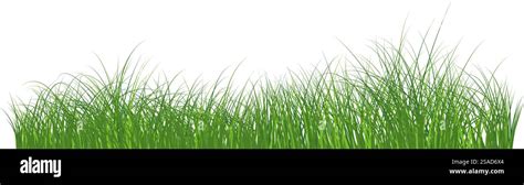 Green Grass Border High Green Fresh Grass Isolated Illustration Stock