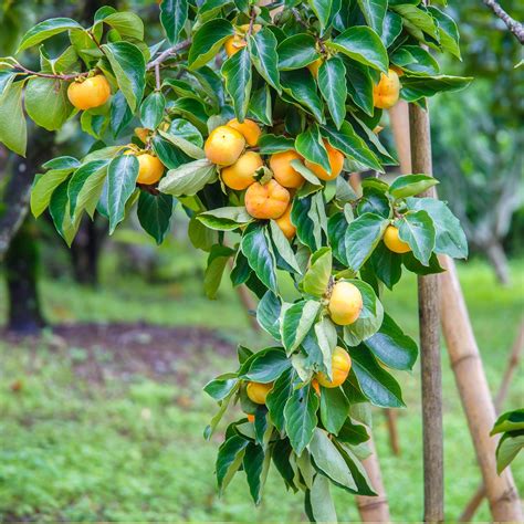 감나무가 열매를 맺는 데 얼마나 걸립니까 Picturethis