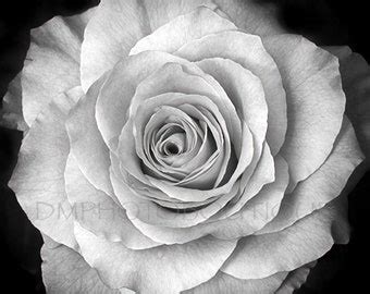 Black And White Rose Print Etsy