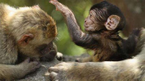Monyet Sangat Suka Berpelukan Ini Alasannya